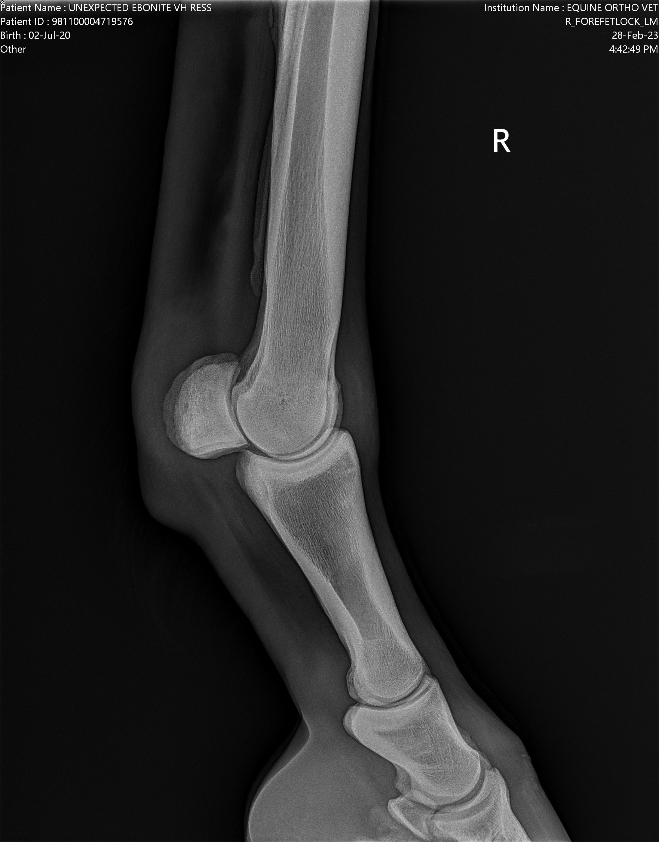 Belgian Horse Trading | 6. Unexpected Ebonite vh Ress