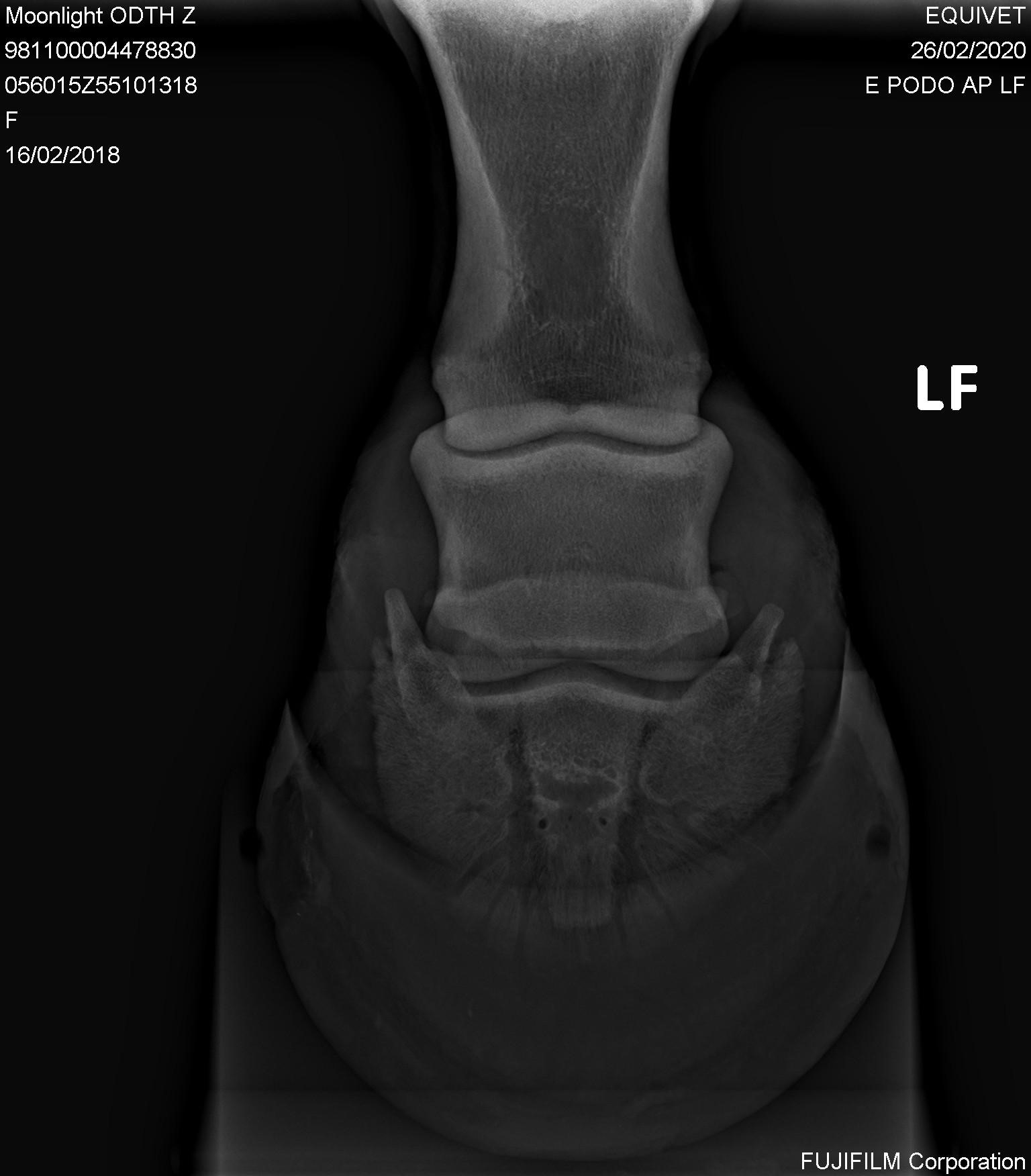 Belgian Horse Trading | 10. Moonlight ODTH