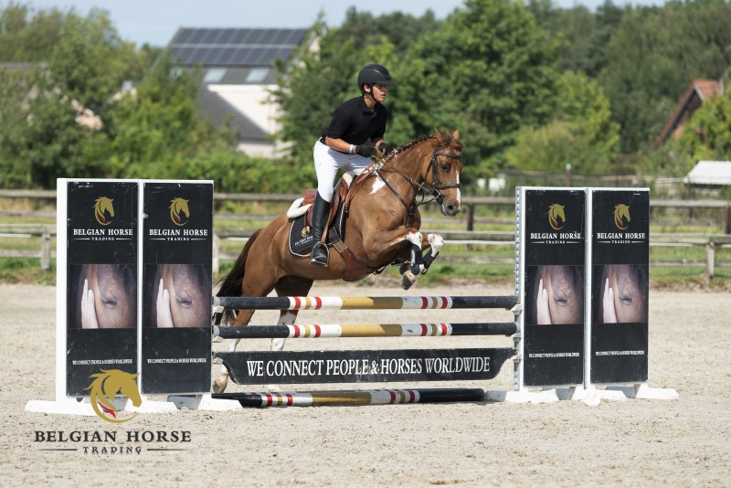 Belgian Horse Trading | 5. Meeda